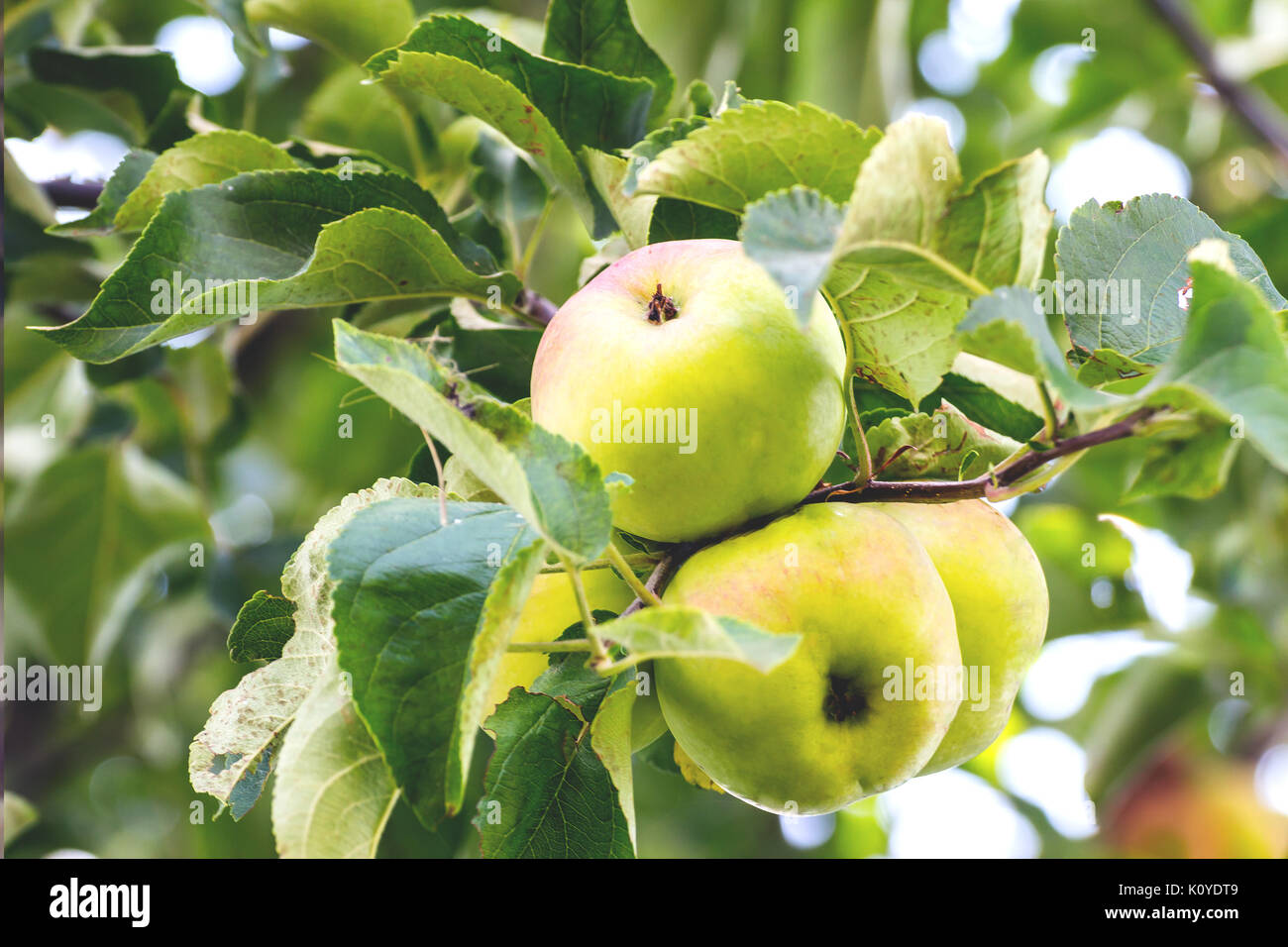 Äpfel Am Baum Stockfotos & Äpfel Am Baum Bilder - Seite 2 - Alamy