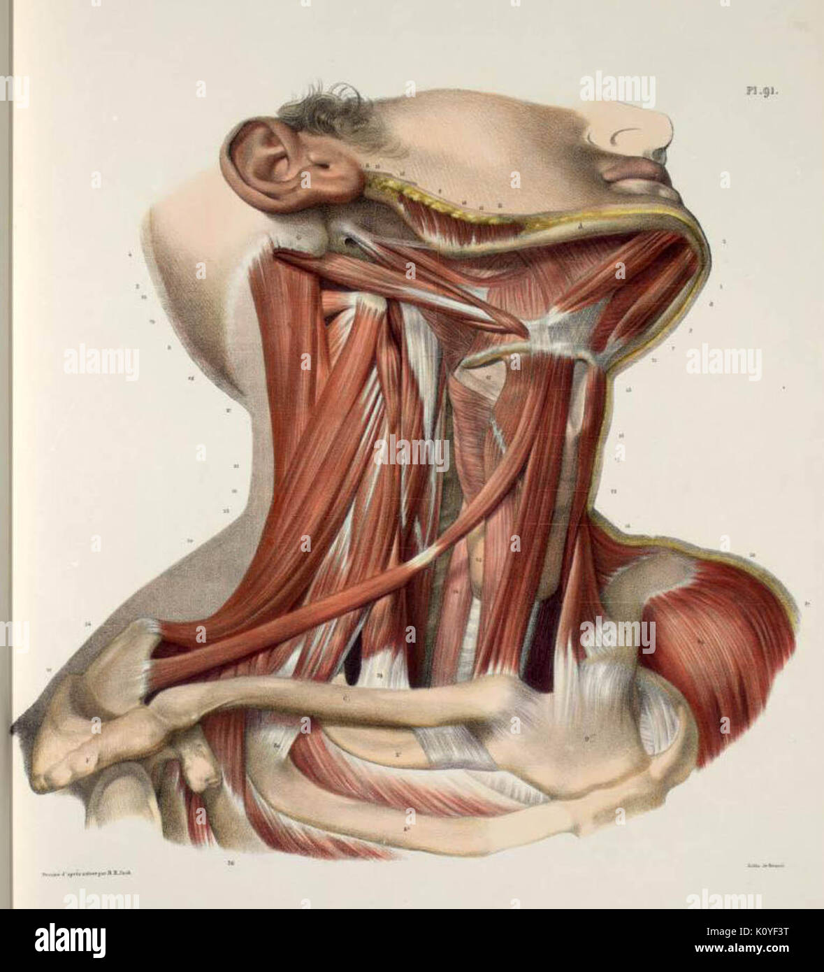 The Hyoid Bone Stockfotos und -bilder Kaufen - Alamy