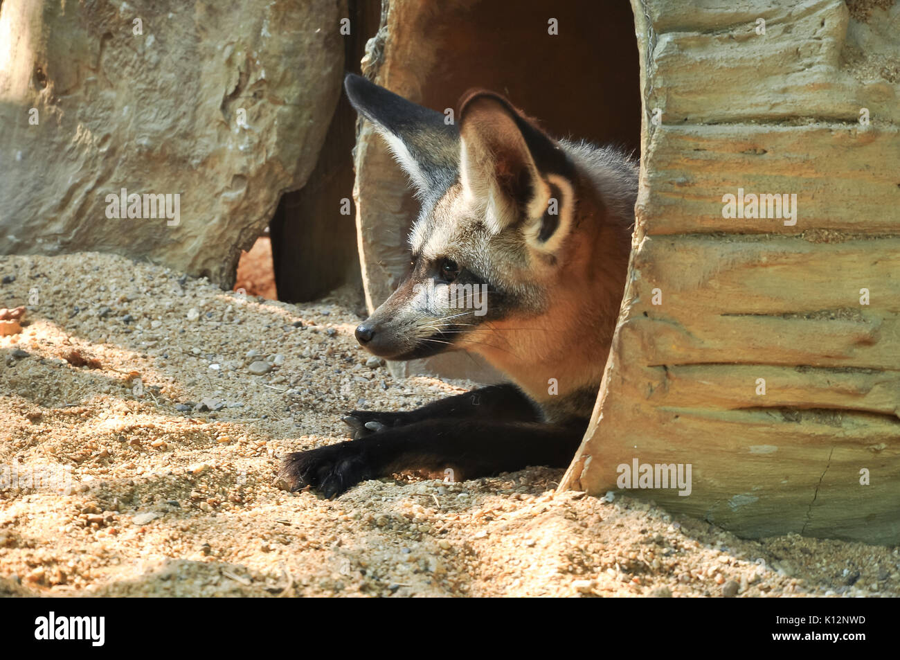 Fledermaus ohren fuchs look -Fotos und -Bildmaterial in hoher Auflösung ...