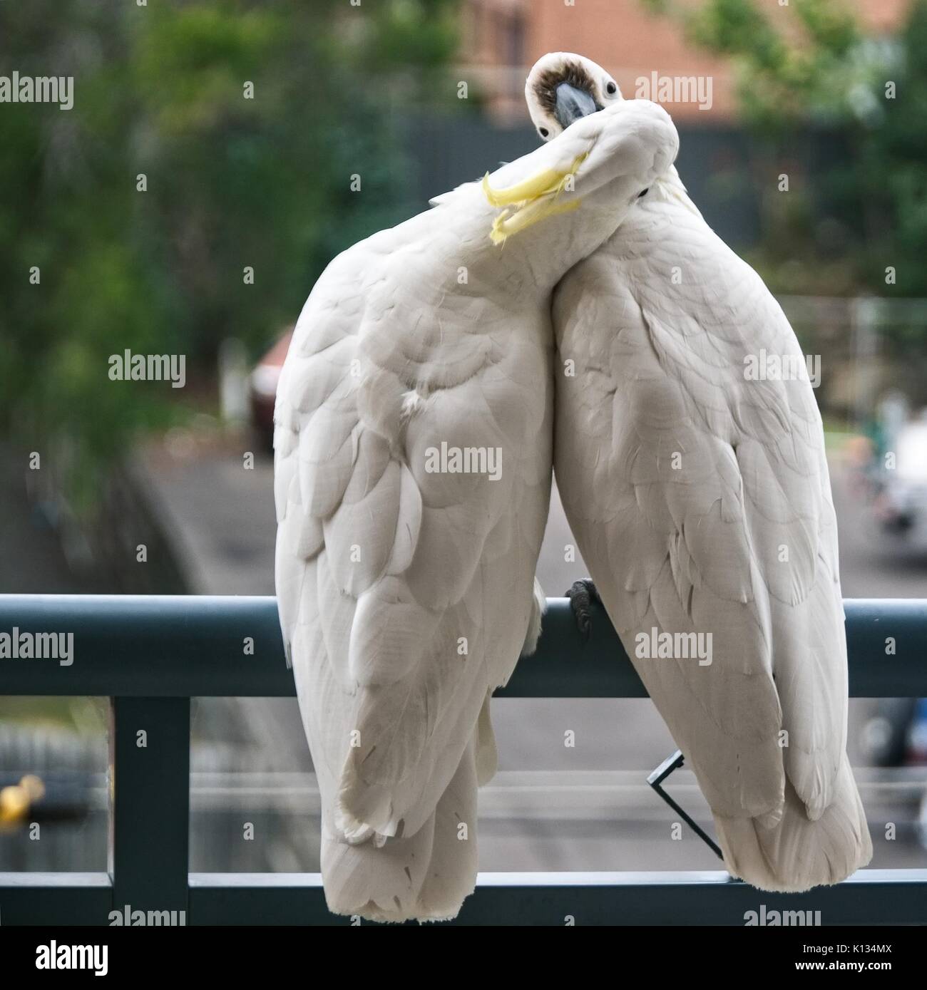 Australischer vogel foto -Fotos und -Bildmaterial in hoher Auflösung ...