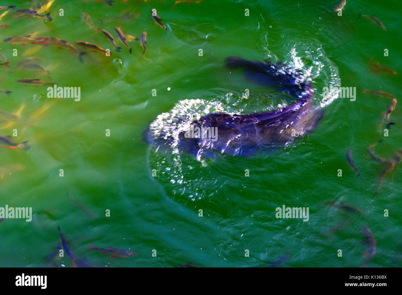 Fische Wels und ide-Leben in Teichen, das Kernkraftwerk Tschernobyl zu ...