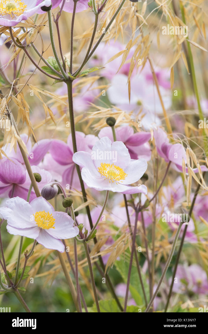 Anemone hybrida elegans -Fotos und -Bildmaterial in hoher Auflösung – Alamy