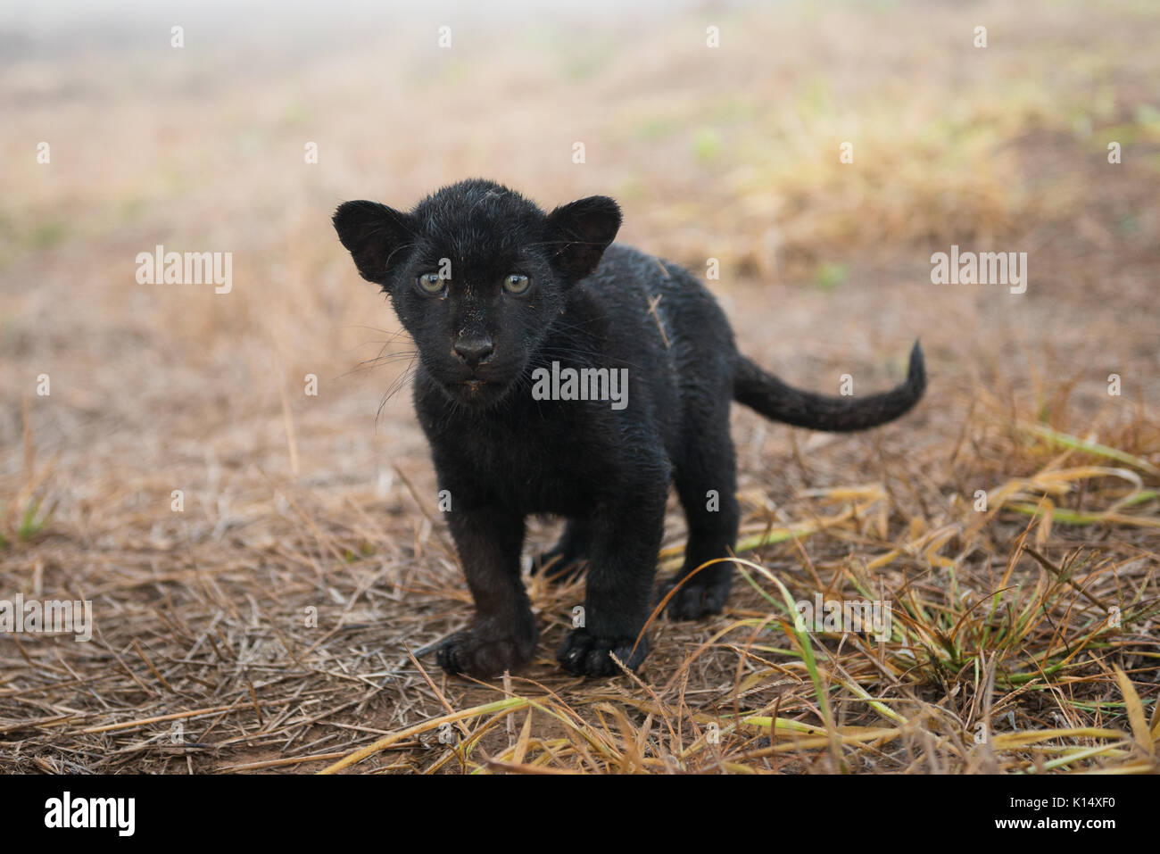 Tierbaby Schwarze Panther