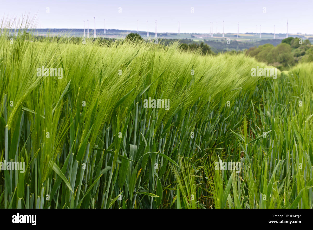Gerstenfeld in deutschland -Fotos und -Bildmaterial in hoher Auflösung ...