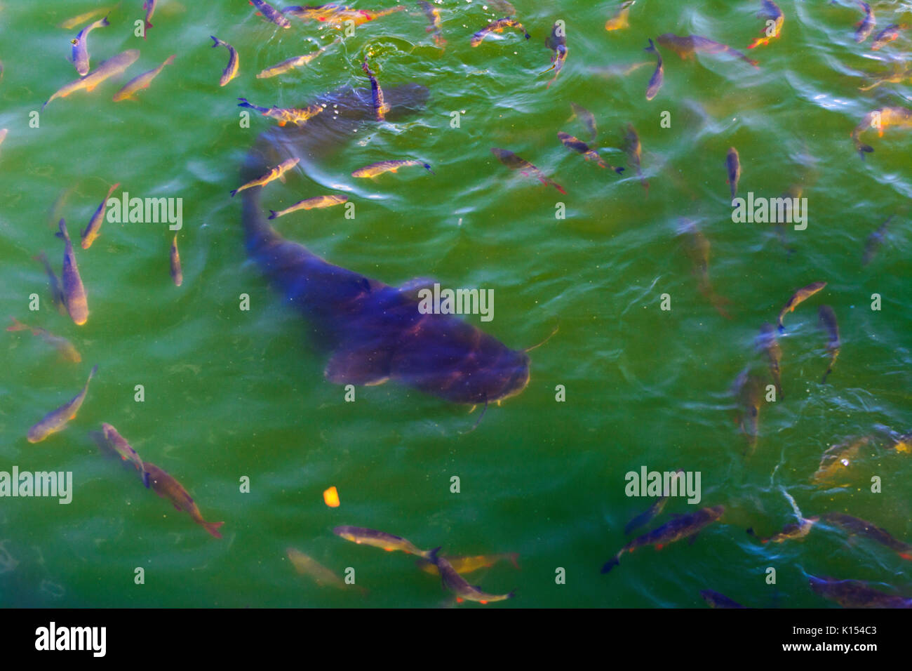 Fische Wels und ide-Leben in Teichen, das Kernkraftwerk Tschernobyl zu ...