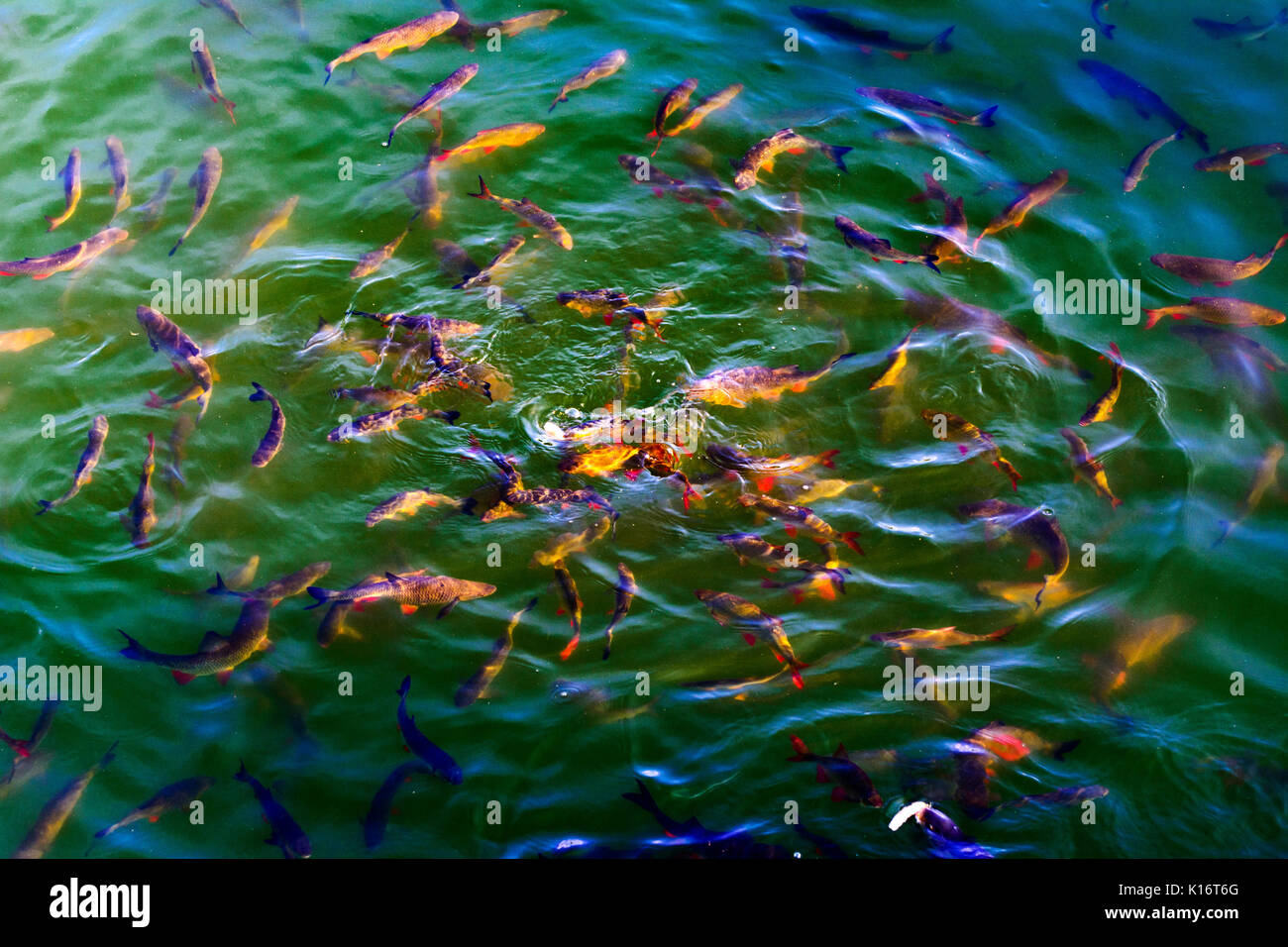 Fische Wels und ide-Leben in Teichen, das Kernkraftwerk Tschernobyl zu ...