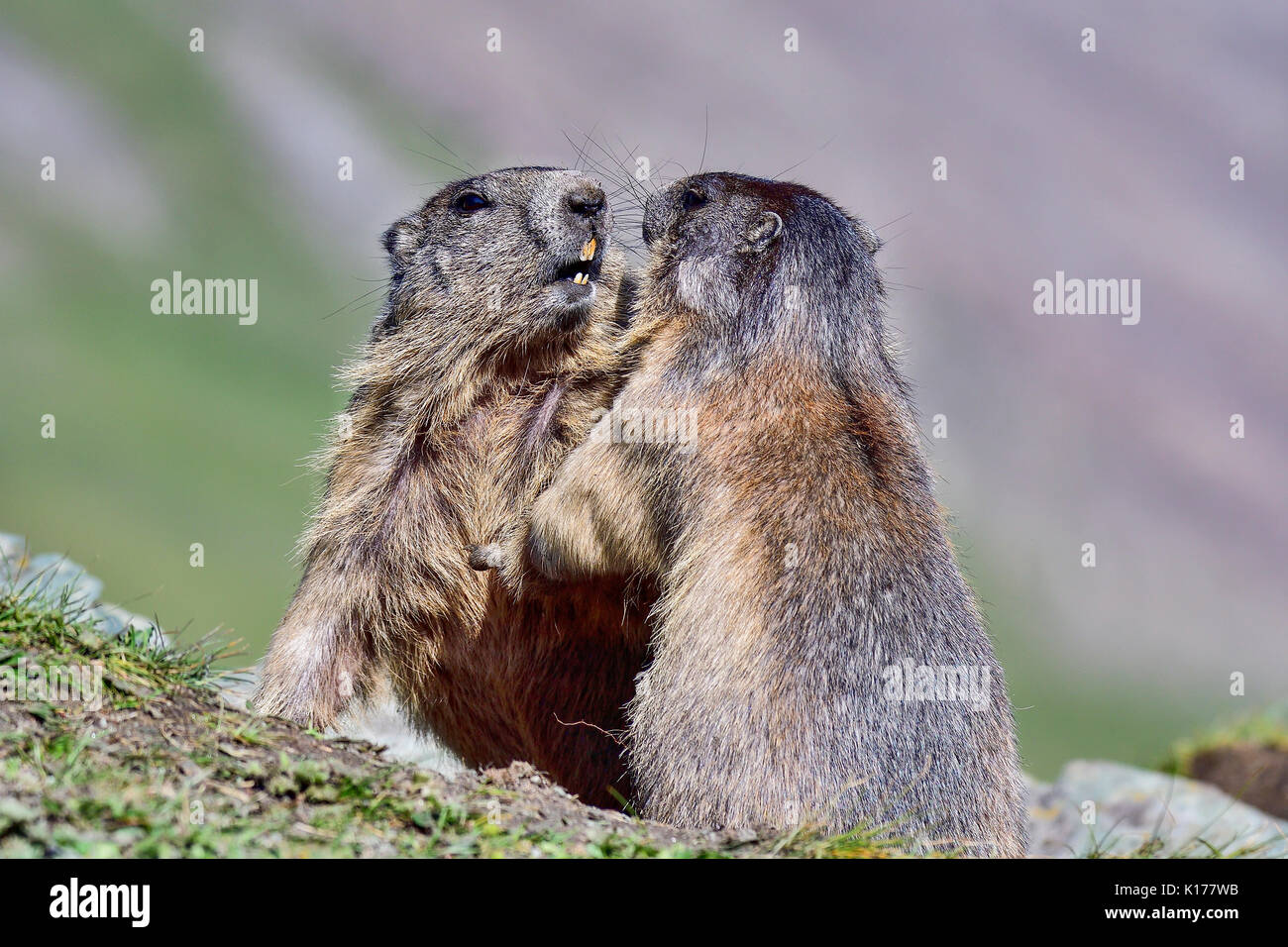 Wrestling fight -Fotos und -Bildmaterial in hoher Auflösung – Alamy