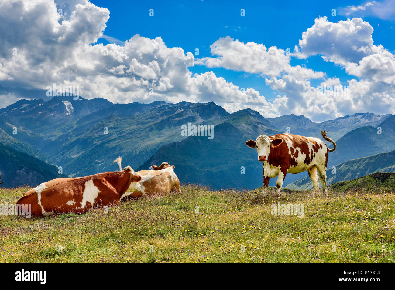 Alp Kühe auf der Weide Stockfotografie - Alamy Alp Kühe auf der Weide Stockfotografie - Alamy