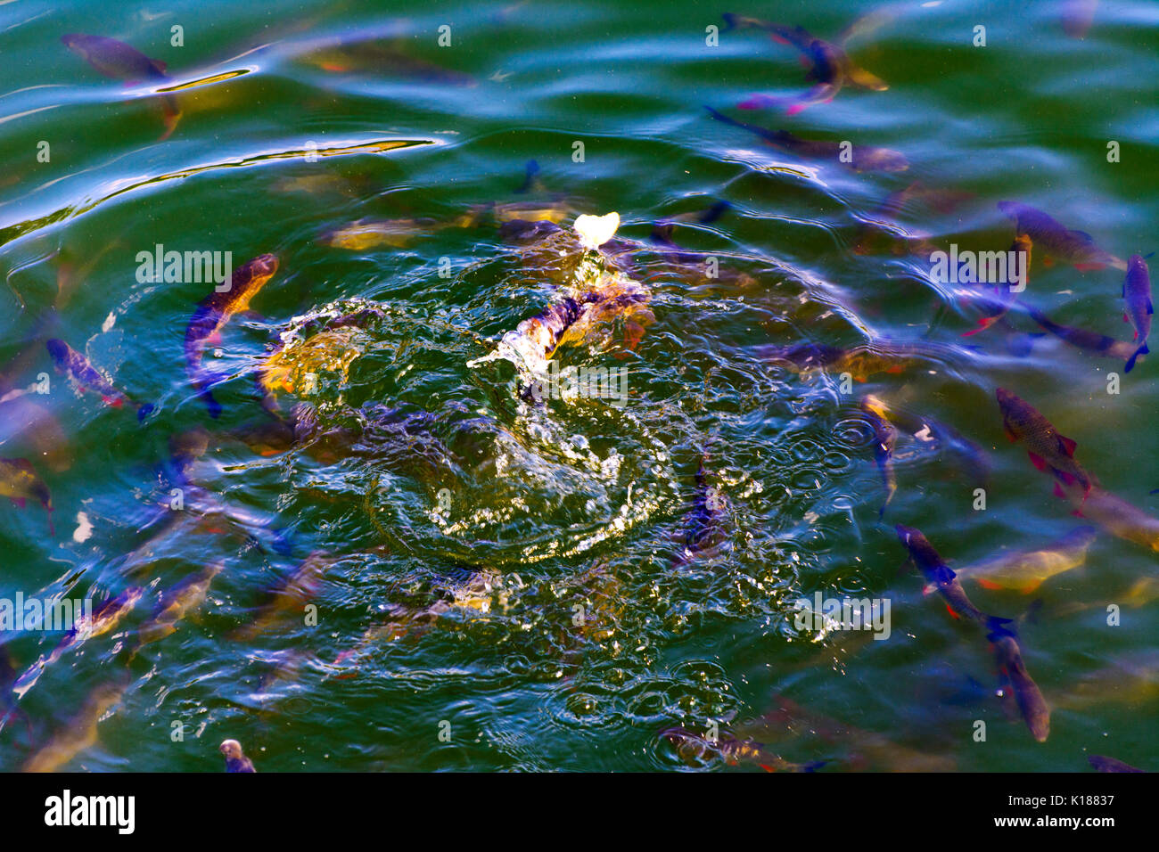 Fische Wels und ide-Leben in Teichen, das Kernkraftwerk Tschernobyl zu ...