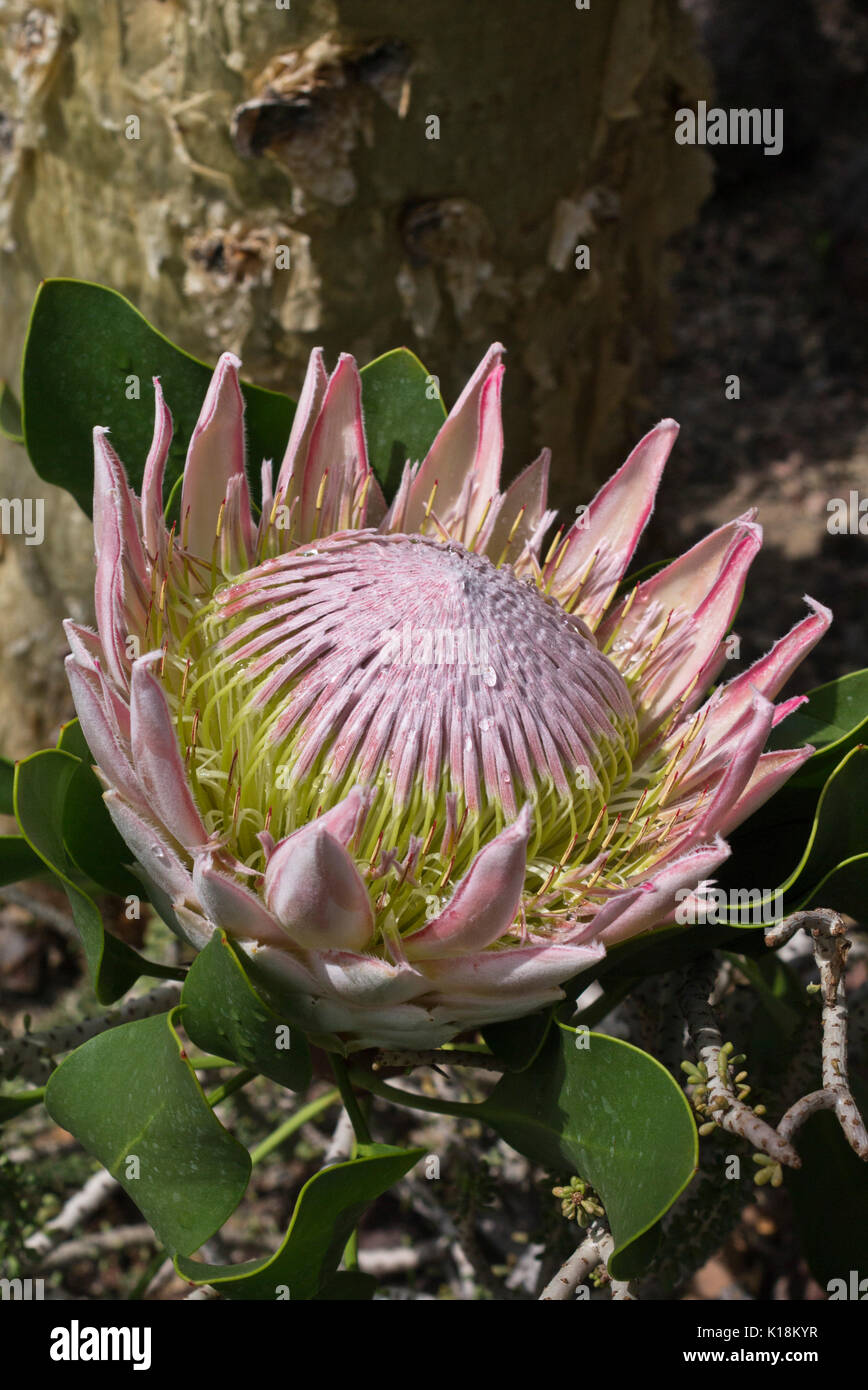 King protea protea cynaroides -Fotos und -Bildmaterial in hoher ...