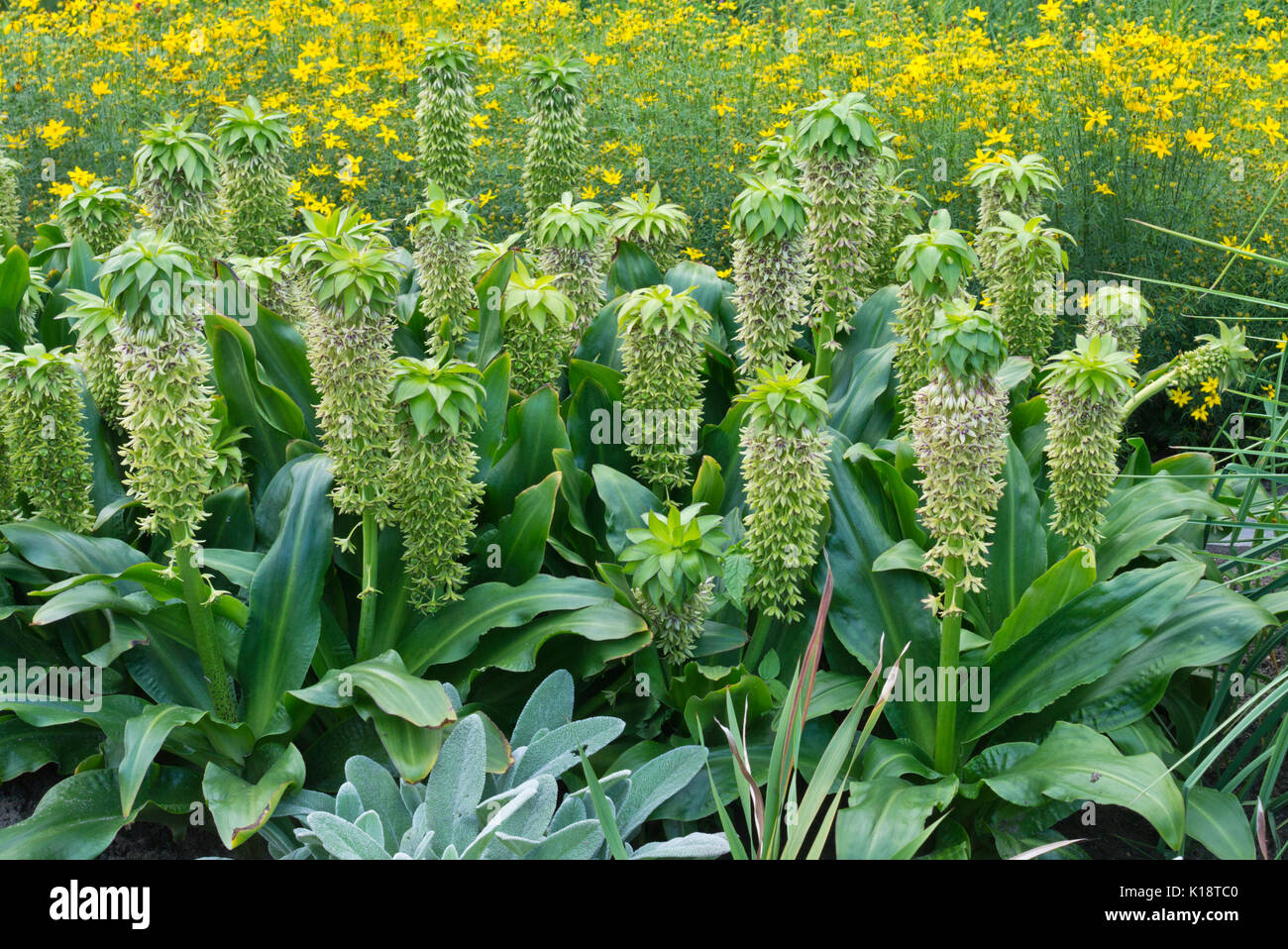 Eucomis bicolor -Fotos und -Bildmaterial in hoher Auflösung – Alamy