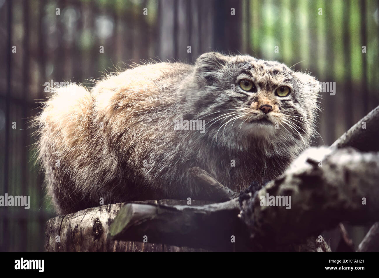 Asiatische steppen wildkatze -Fotos und -Bildmaterial in hoher ...