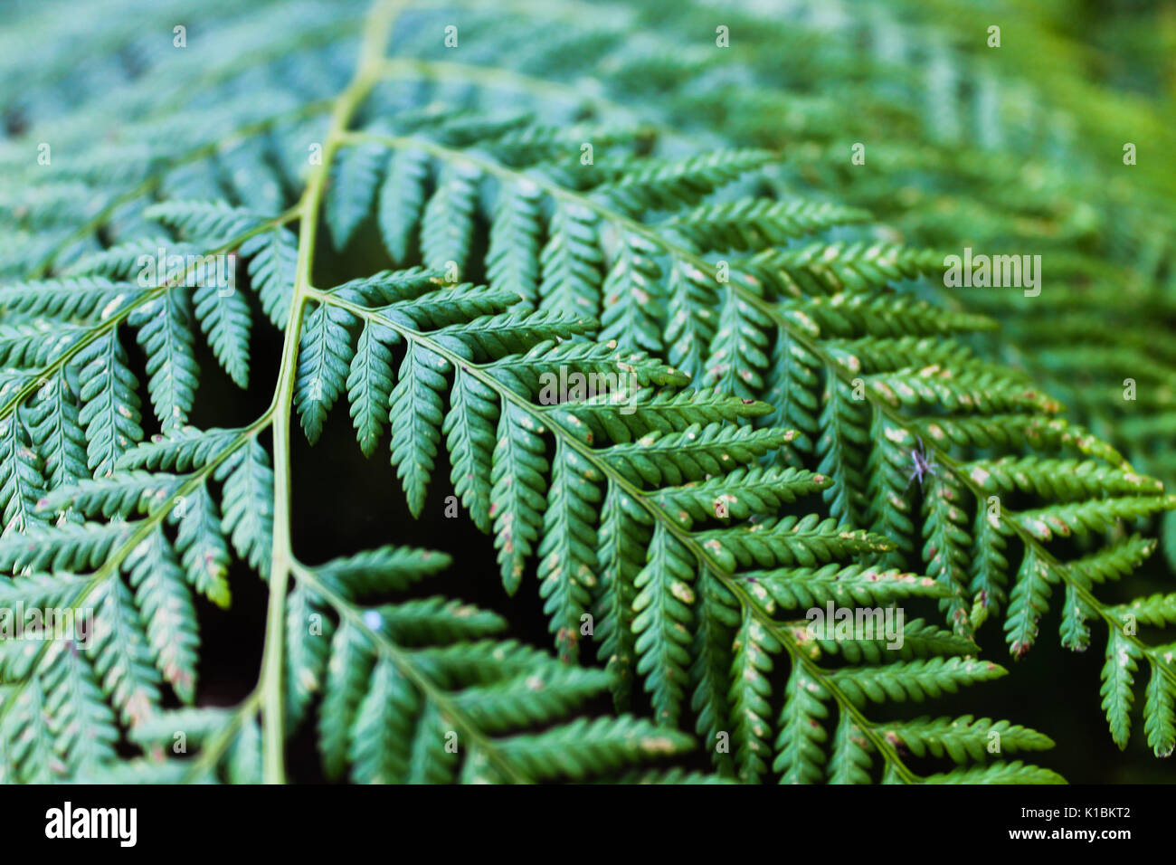 Ecosistema del giardino botanico -Fotos und -Bildmaterial in hoher ...