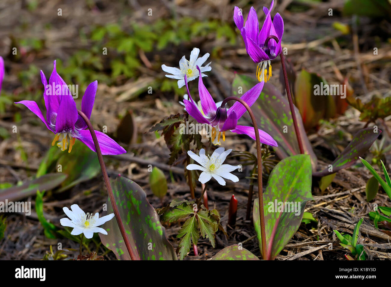 Erste wilde Frühlingsblumen - Lila elegante Erythronium Sibiricum und weißen zarten Anemonen ...