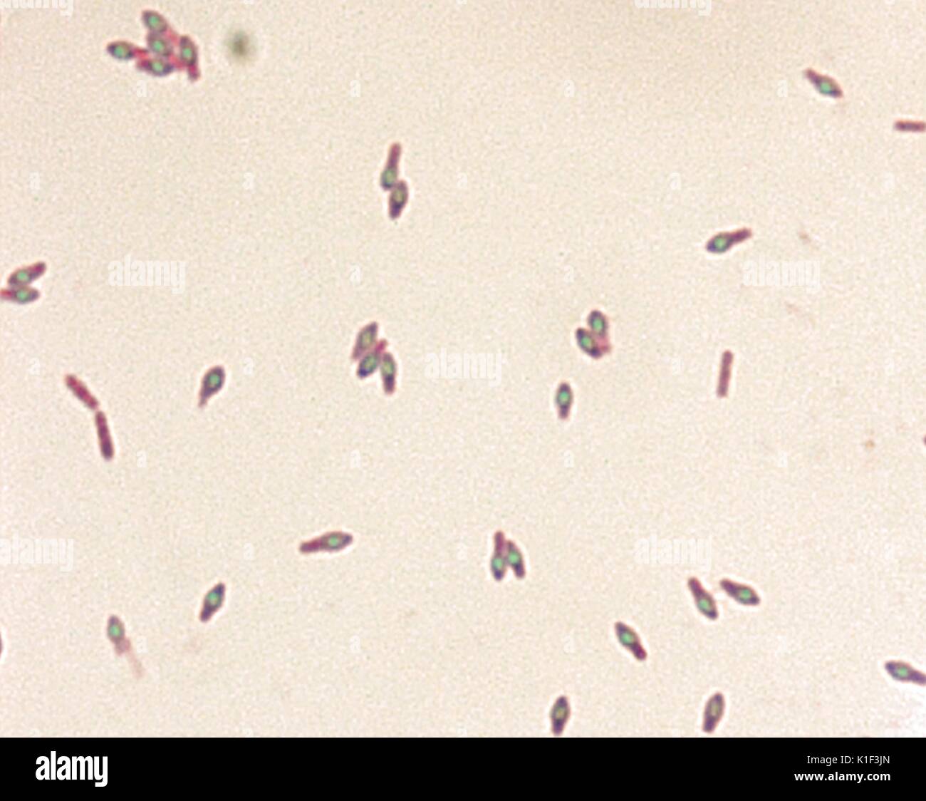 Malachite Green Stain Endospore Stain Protocol