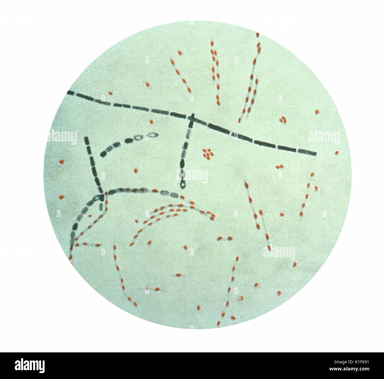 Bacillus anthrax Stockfotos und -bilder Kaufen - Alamy