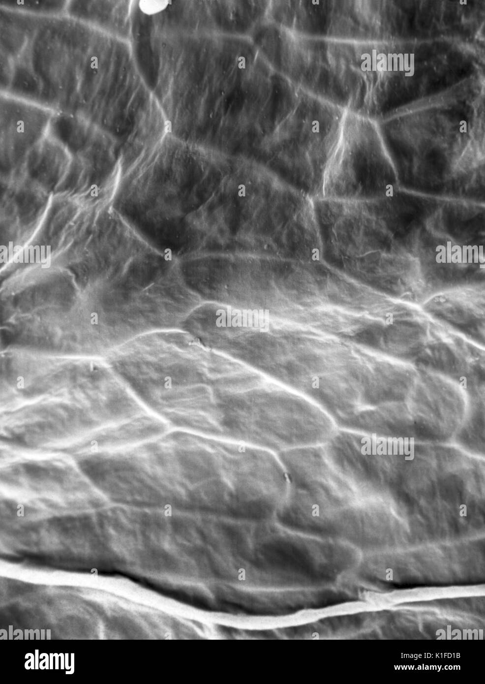 Rubus villosus -Fotos und -Bildmaterial in hoher Auflösung – Alamy