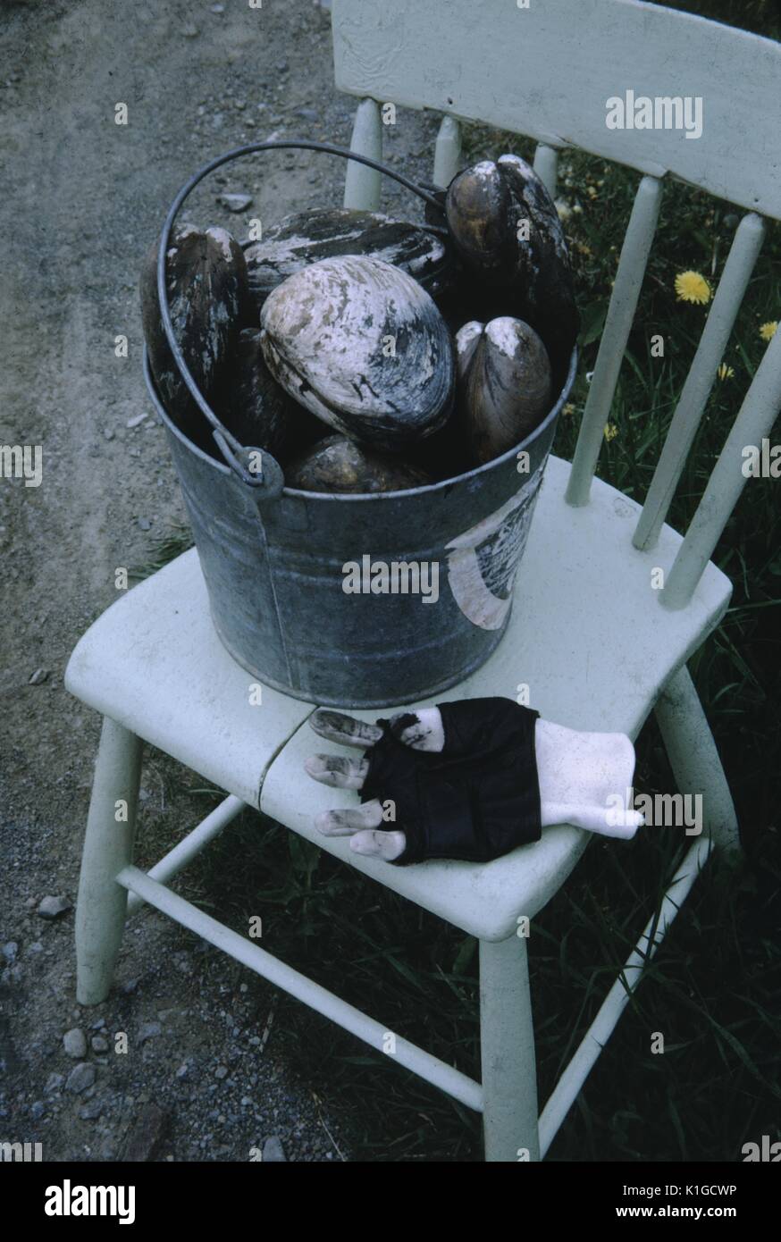 Eine Dose Eimer voller Muscheln auf einem weißen Holzstuhl, mit einem ...