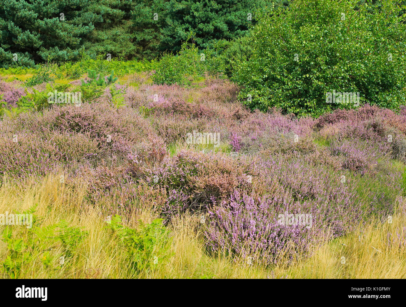 East Anglia Ecosystem Vegetation Stockfotos & East Anglia Ecosystem ...
