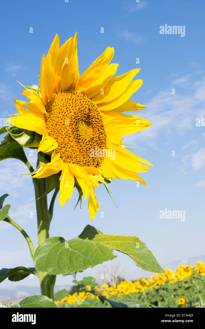 Sonnenblume Mit Mehreren Bluten
