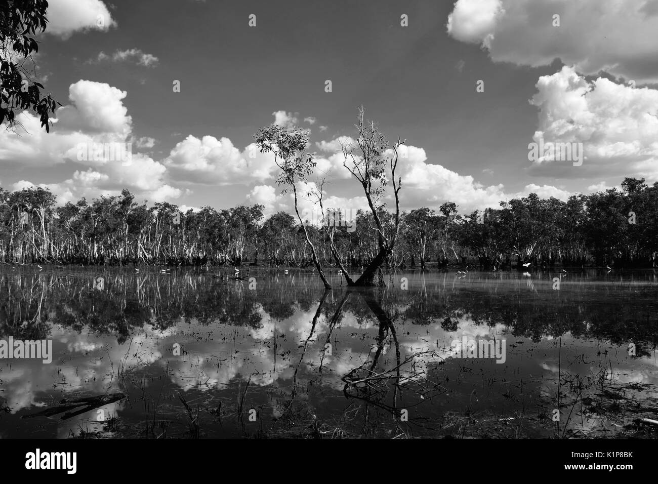 Outback sumpf -Fotos und -Bildmaterial in hoher Auflösung – Alamy
