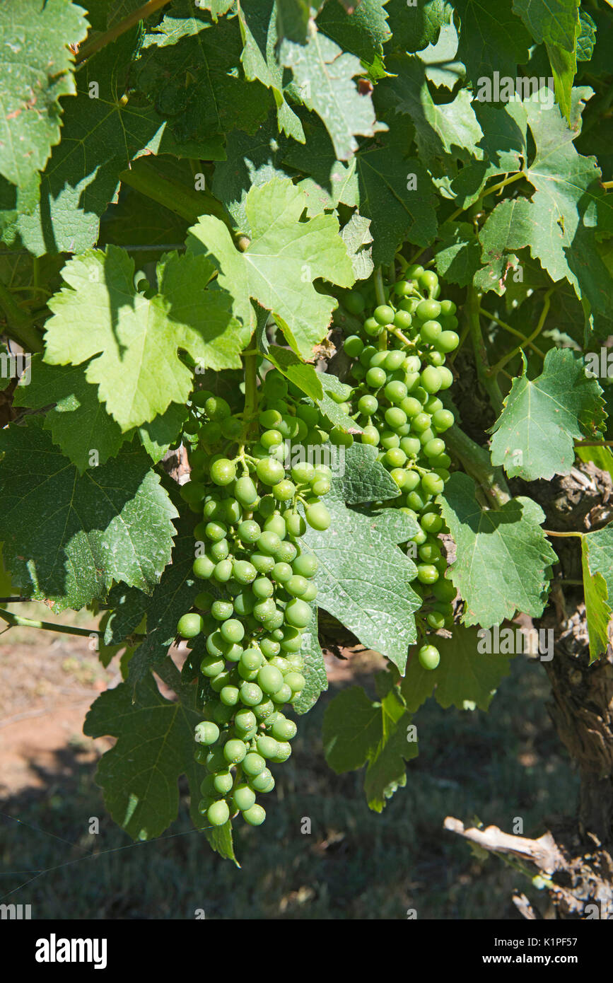 Mount canobolas -Fotos und -Bildmaterial in hoher Auflösung – Alamy