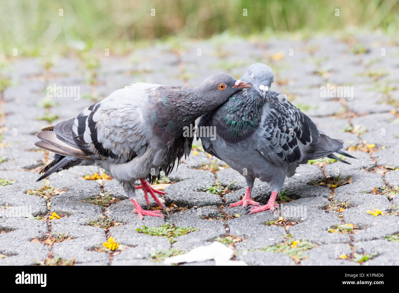 Vögel von thailand -Fotos und -Bildmaterial in hoher Auflösung – Alamy