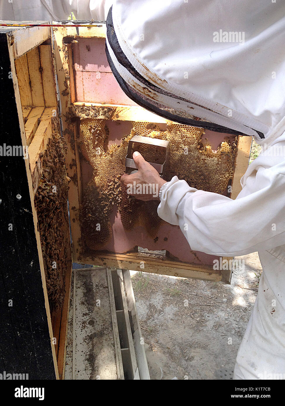 Imkerei Bienenstock Imkerei Stockfotos und -bilder Kaufen - Alamy