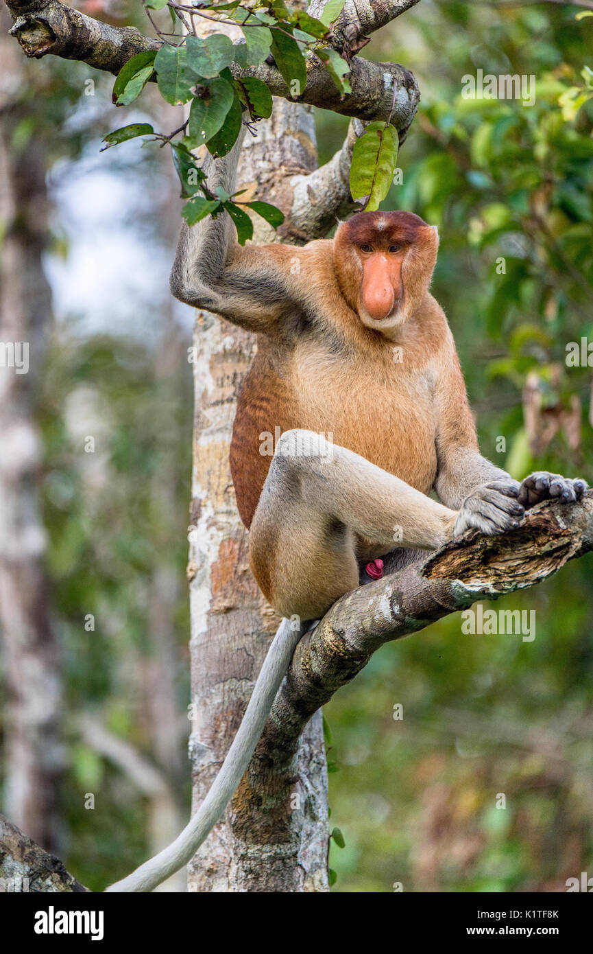 Der männliche Rüssel Affe sitzt auf einem Baum in der wilden grünen ...