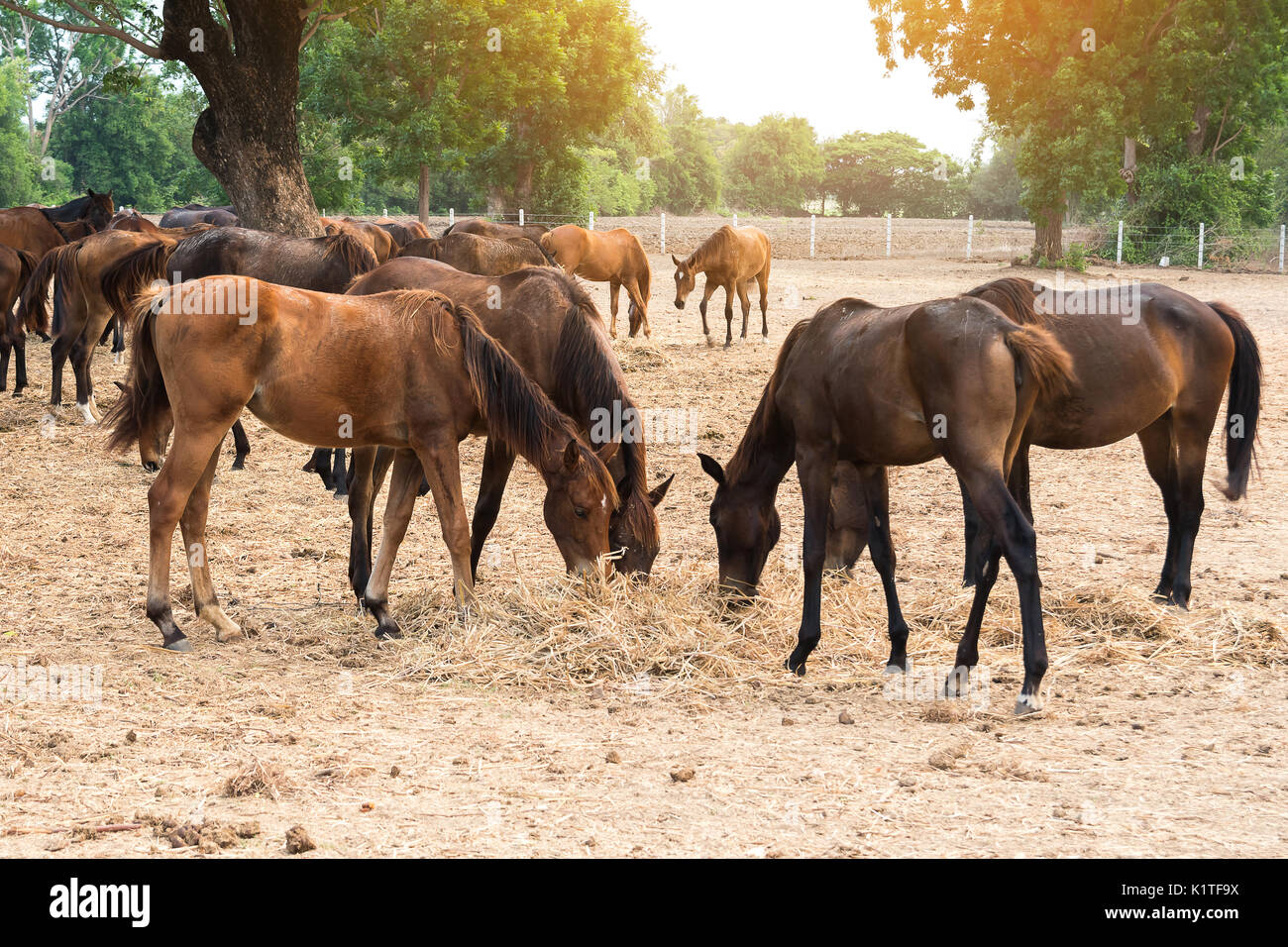 Pferde nutztiere pferde fressen heu -Fotos und -Bildmaterial in hoher ...