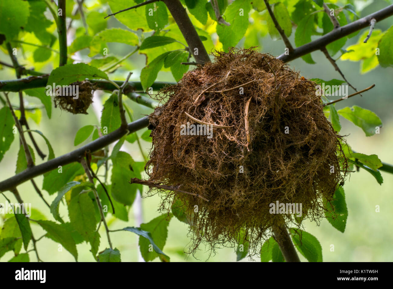Bedeguar gallwespe -Fotos und -Bildmaterial in hoher Auflösung – Alamy