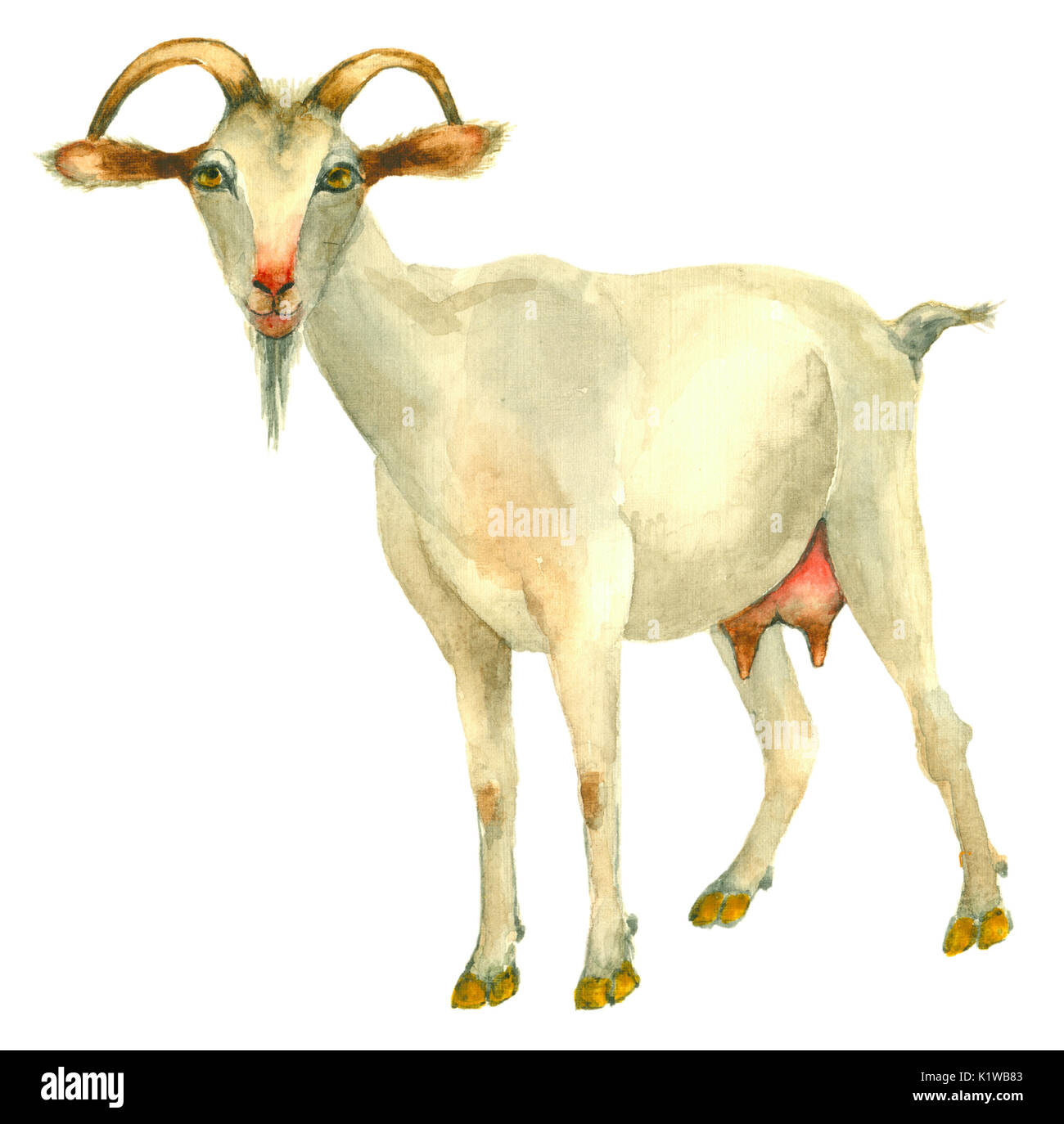 Hand drawn goat farm animal -Fotos und -Bildmaterial in hoher Auflösung ...