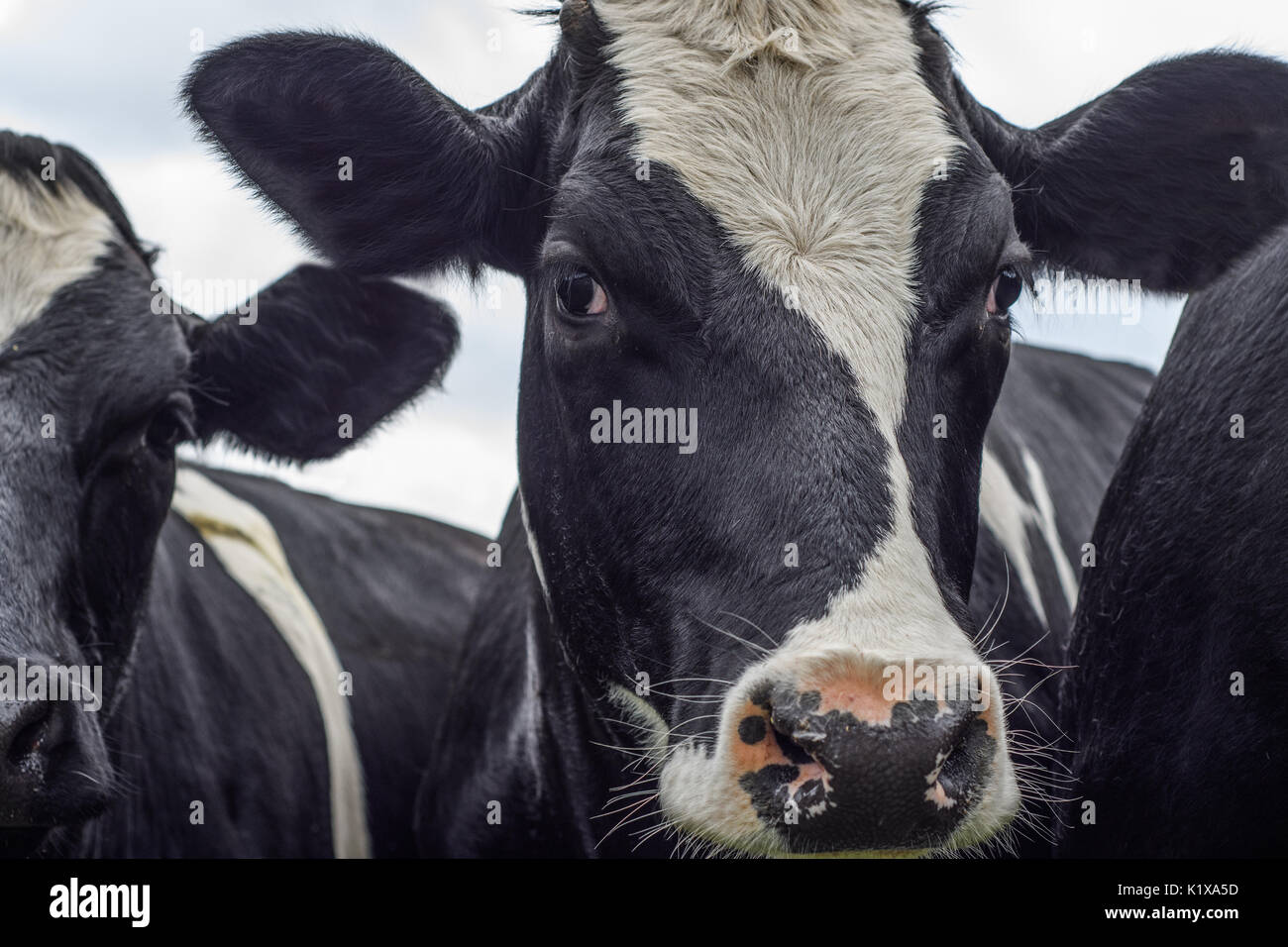 Eine Nahaufnahme von einem schwarzen und weißen Milchkuh in einem Feld ...