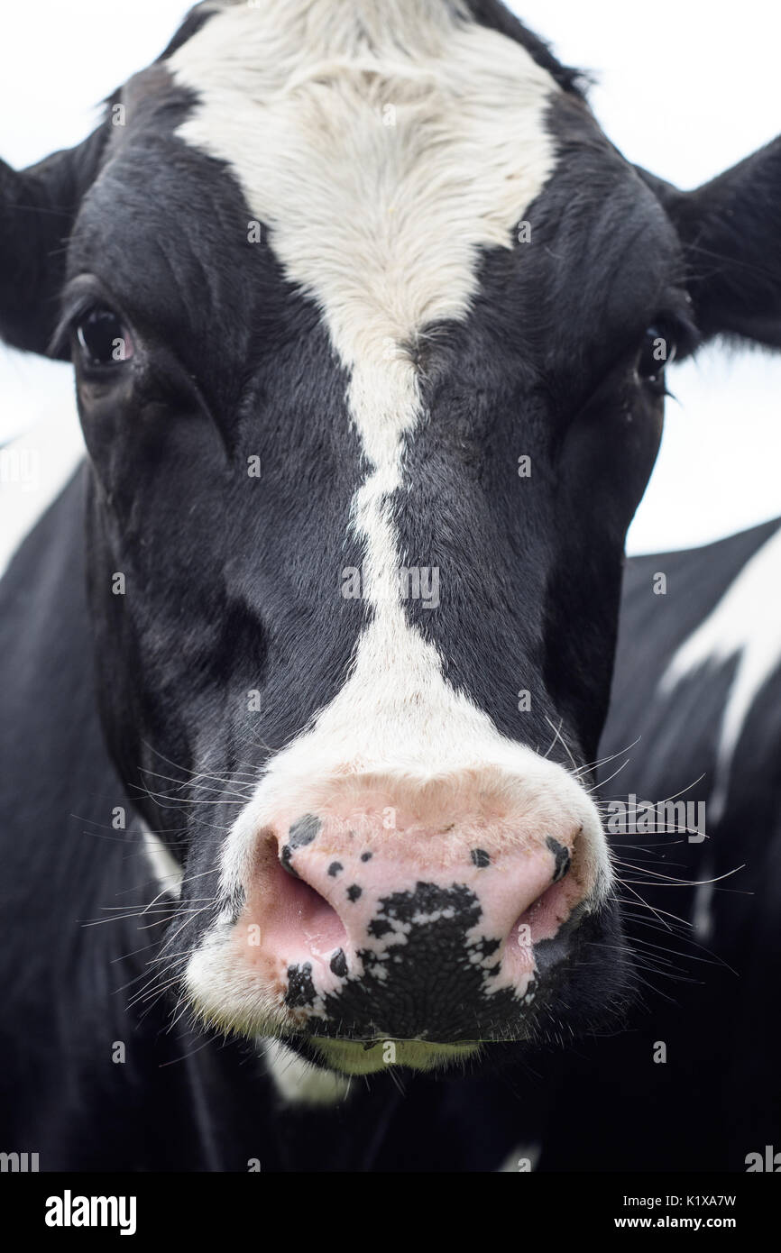 Eine Nahaufnahme von einem schwarzen und weißen Milchkuh in einem Feld ...