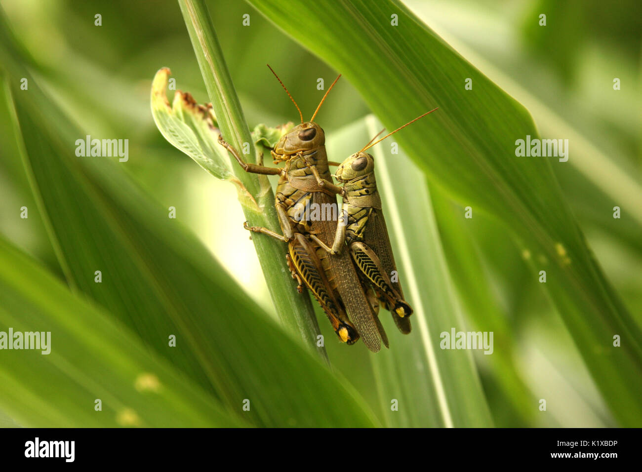 Feld Heuschrecken Stockfotos und -bilder Kaufen - Alamy