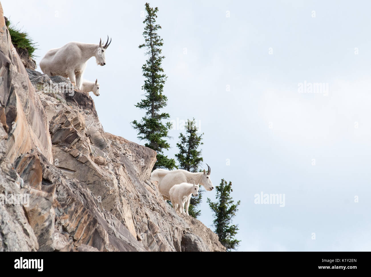 Die bergziege -Fotos und -Bildmaterial in hoher Auflösung – Alamy
