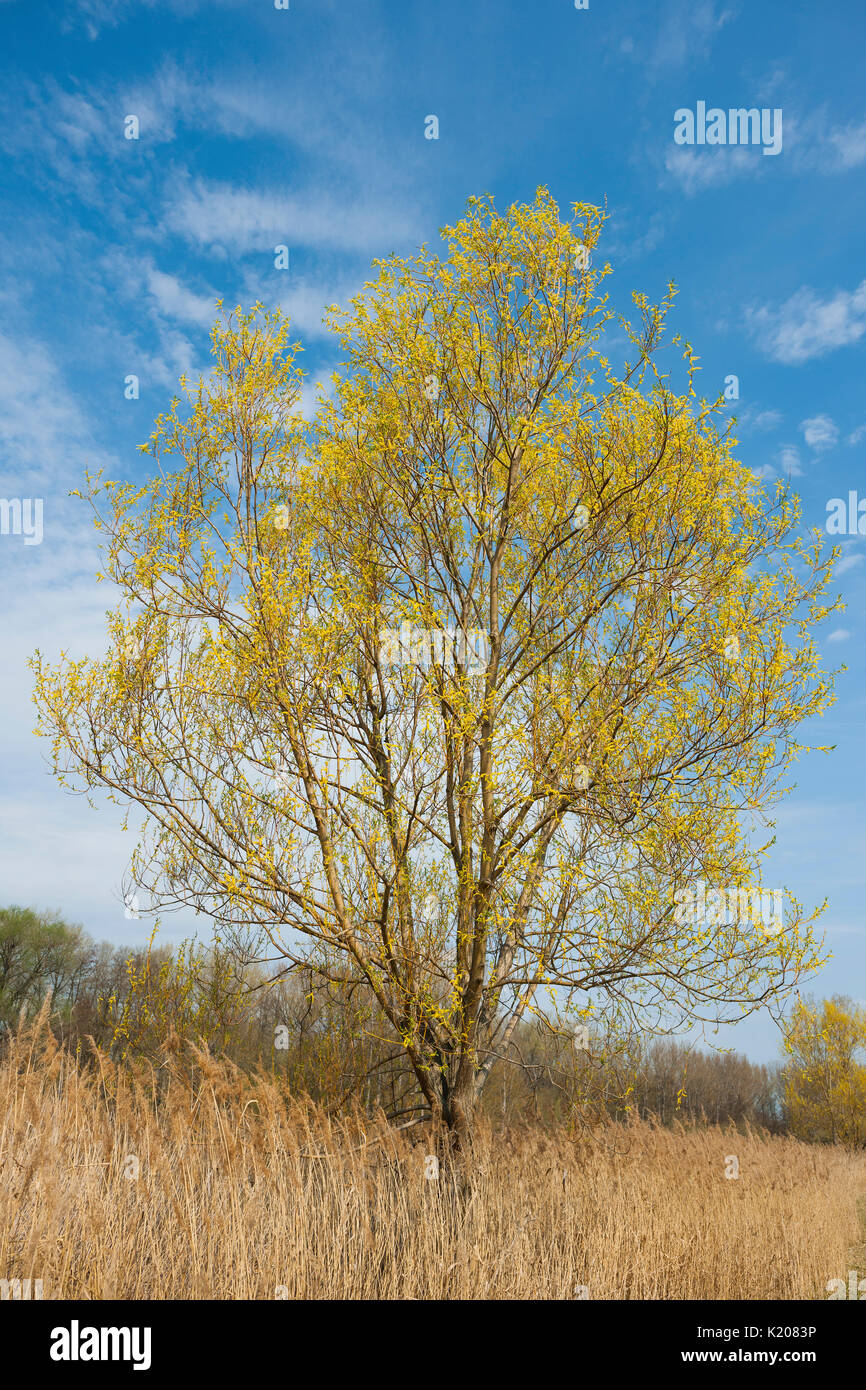Weidenbaum blume -Fotos und -Bildmaterial in hoher Auflösung – Alamy