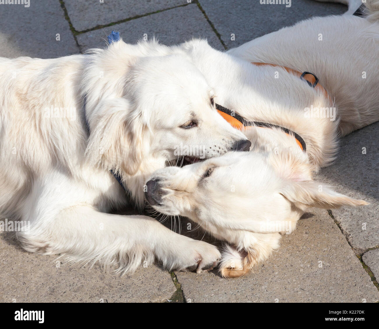 Two golden retriever dogs in -Fotos und -Bildmaterial in hoher ...