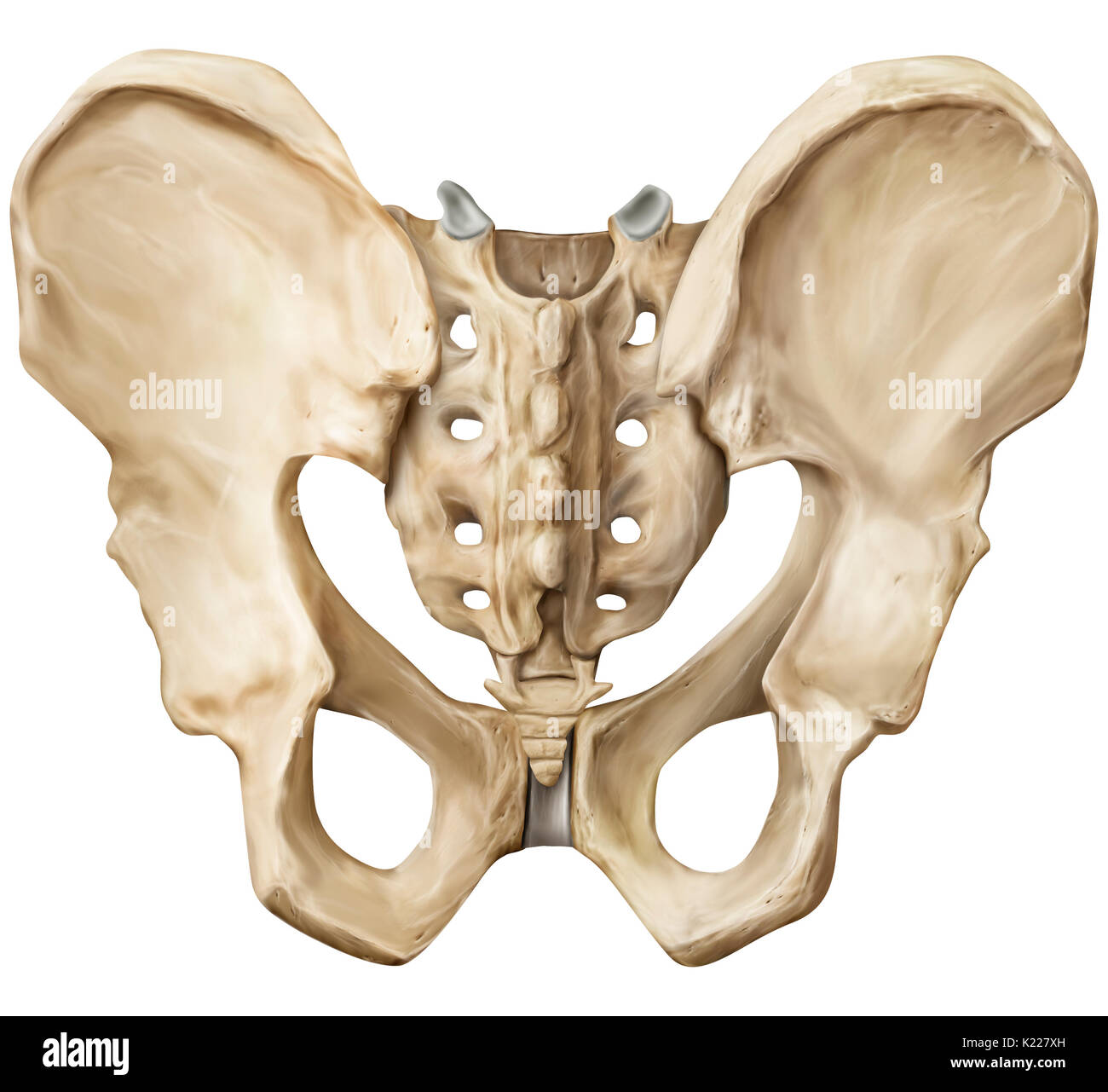 Mans pelvis posterior view -Fotos und -Bildmaterial in hoher Auflösung ...