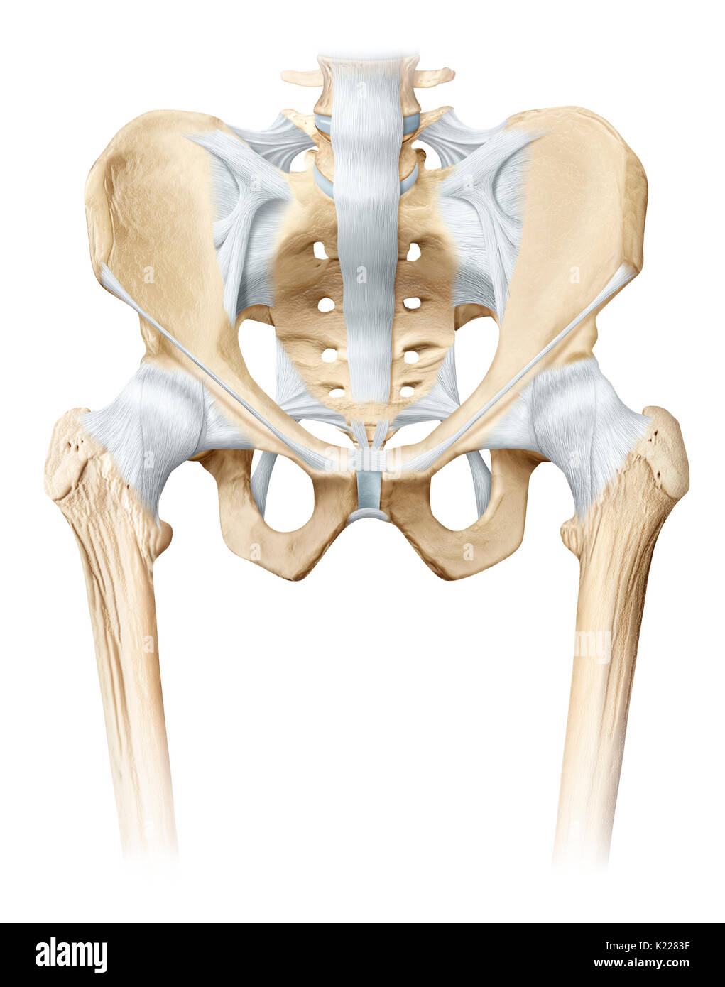 Femur and hip joint -Fotos und -Bildmaterial in hoher Auflösung – Alamy