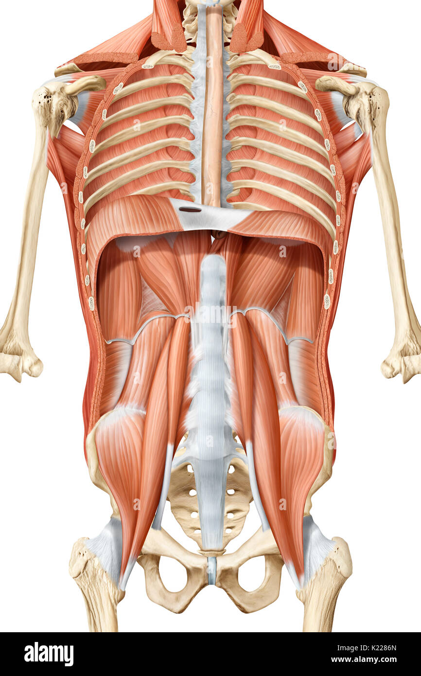 Dieses Bild zeigt eine anteriore Ansicht der Tiefenmuskulatur des ...