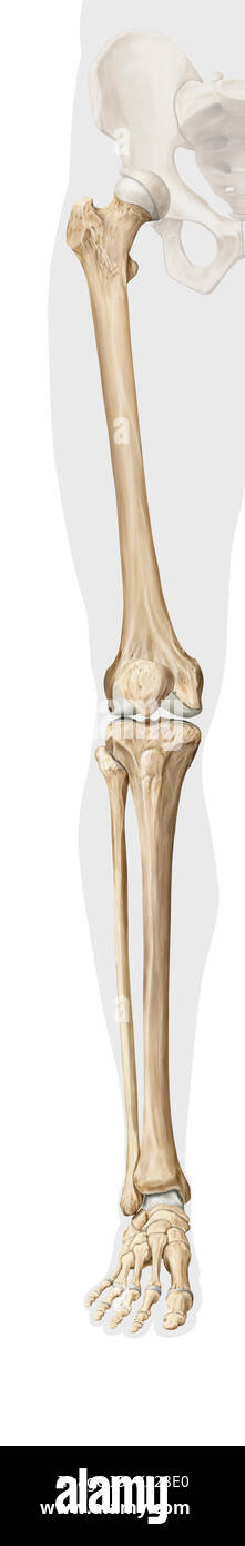 Knochen des Beines vom Fuß bis zum Oberschenkel Stockfotografie - Alamy