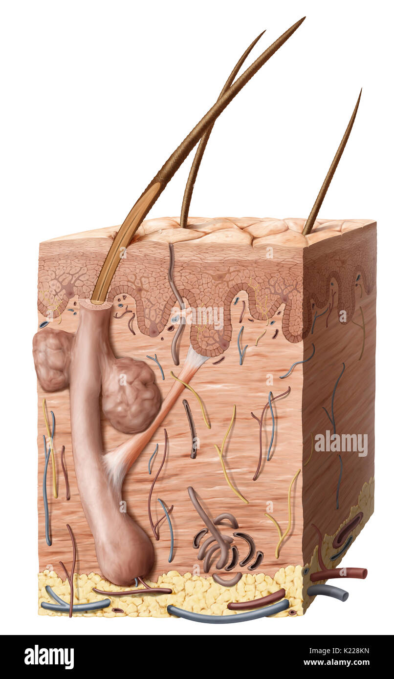 Querschnitt der haut -Fotos und -Bildmaterial in hoher Auflösung – Alamy