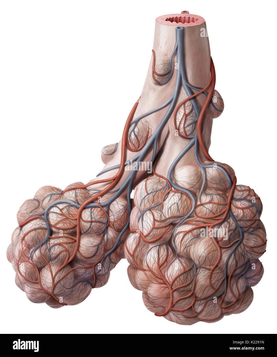 Die bronchiolen sind die Schmalsten Unterteilungen der Bronchialbaum ...