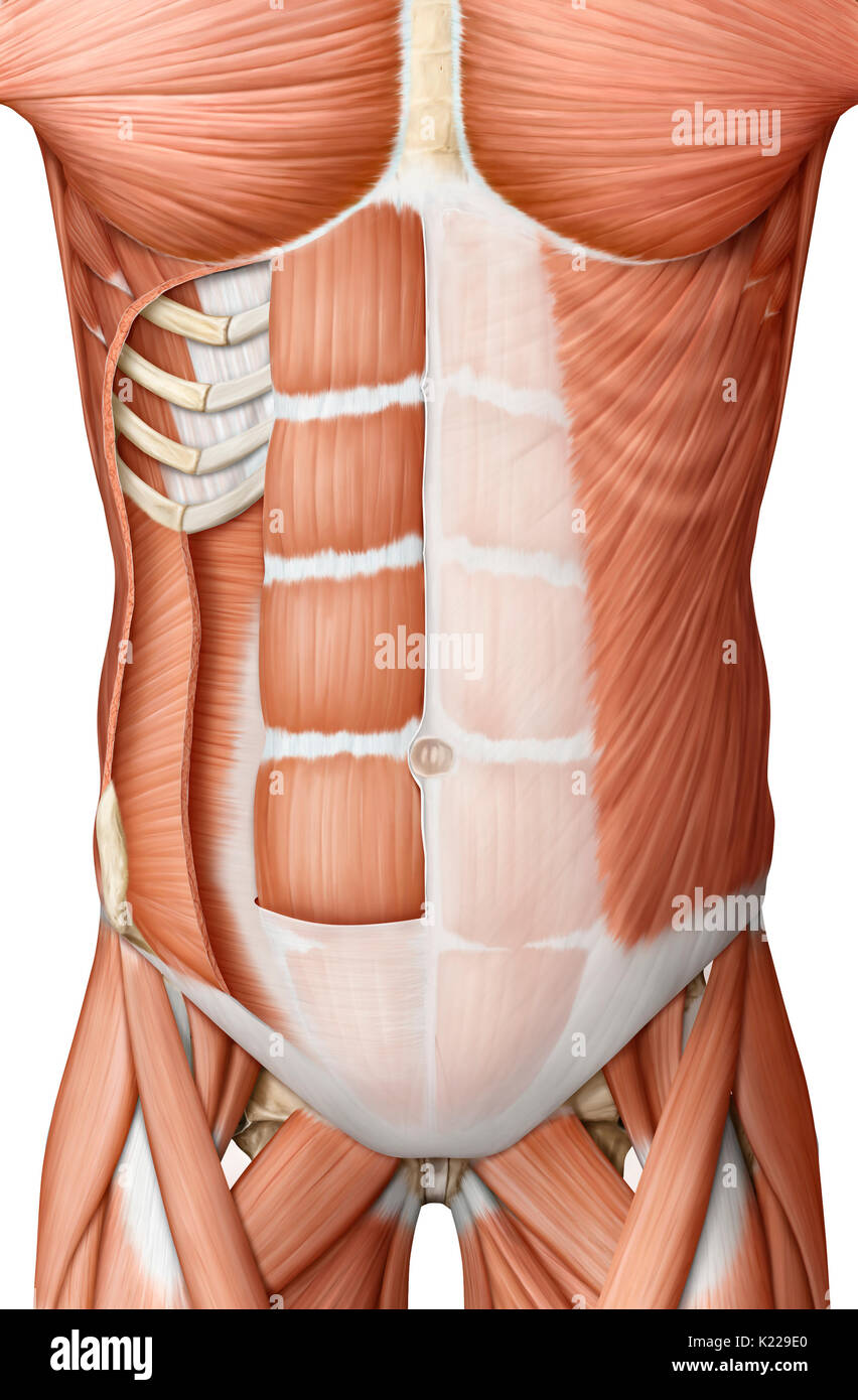 Rumpfmuskel anterior ansicht -Fotos und -Bildmaterial in hoher ...