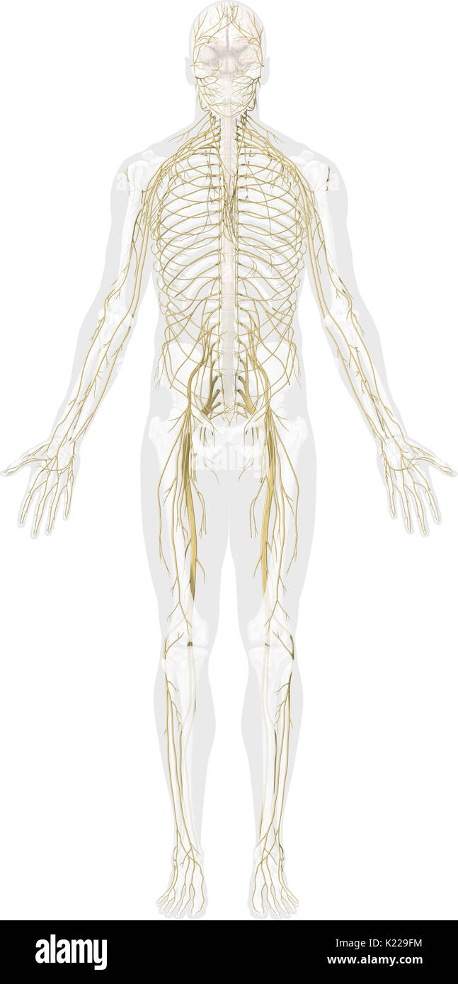 Bündel von Nervenzellen, die sensorischen und motorischen Signalen ...