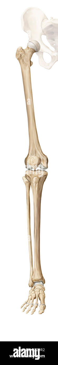 Knochen des Beines vom Fuß bis zum Oberschenkel Stockfotografie - Alamy
