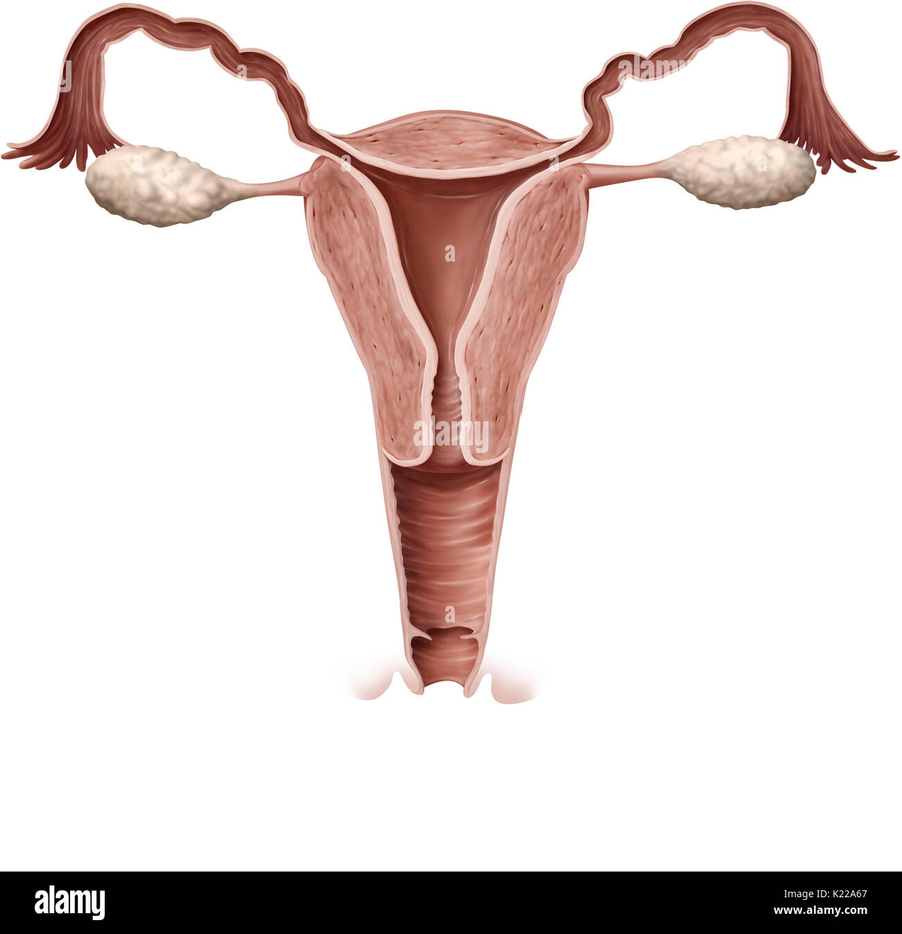 Die Weibliche genitale Anlage besteht im Wesentlichen aus den inneren Organen (Eierstöcke ...