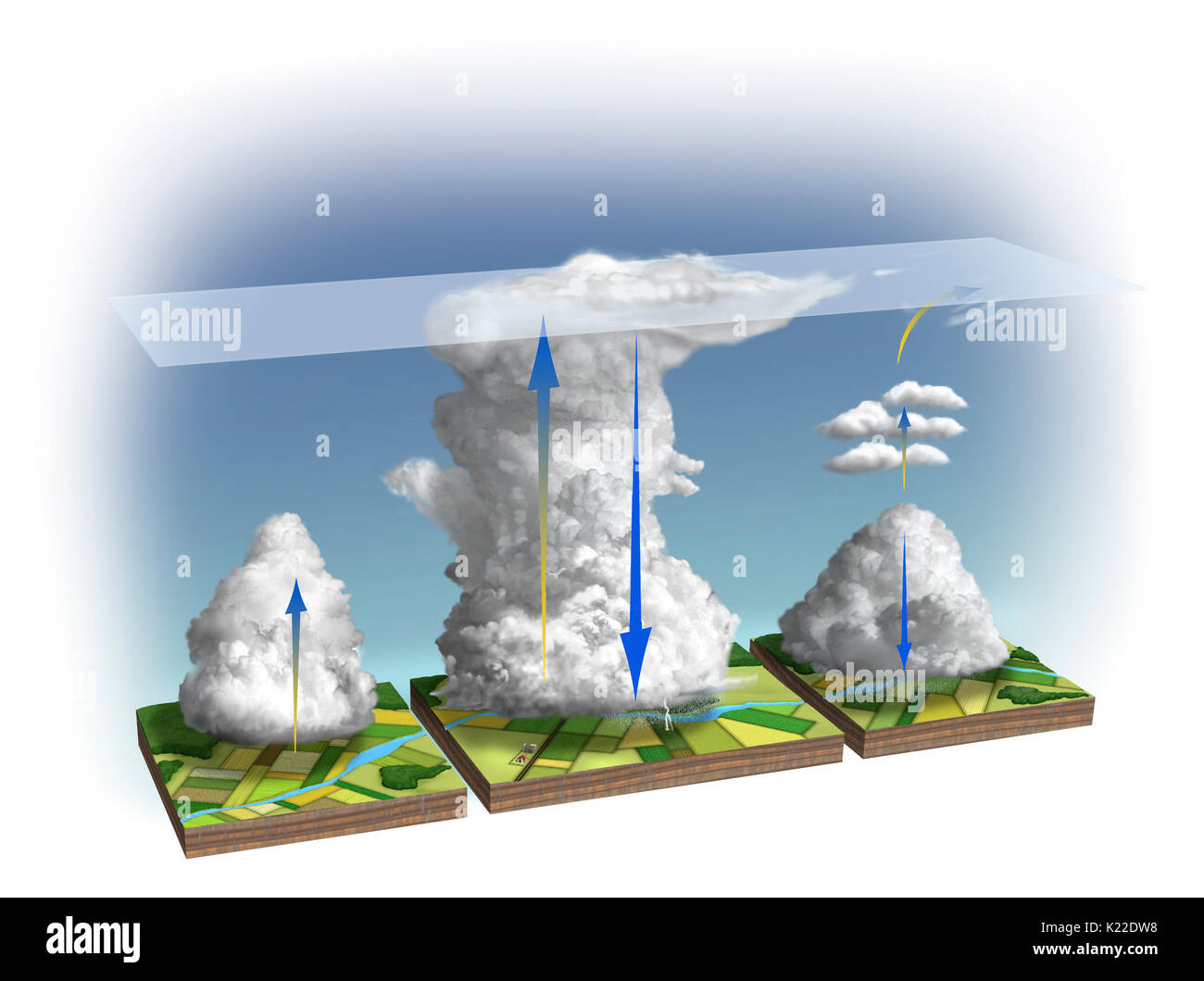 Cumulus zelle -Fotos und -Bildmaterial in hoher Auflösung – Alamy