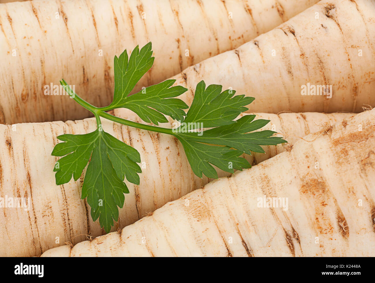 Verwurzelte petersilie -Fotos und -Bildmaterial in hoher Auflösung – Alamy
